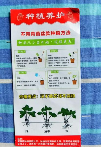 草莓大棚一亩需要多少本钱_草莓种植成本明细-第2张图片-山城妙识 草莓大棚一亩需要多少本钱_草莓种植成本明细-第2张图片-山城妙识