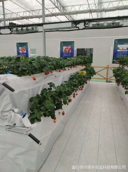 草莓大棚一亩需要多少本钱_草莓种植成本明细-第3张图片-山城妙识 草莓大棚一亩需要多少本钱_草莓种植成本明细-第3张图片-山城妙识