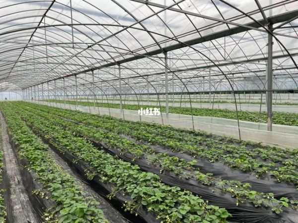 草莓大棚一亩需要多少本钱_草莓种植成本明细-第1张图片-山城妙识 草莓大棚一亩需要多少本钱_草莓种植成本明细-第1张图片-山城妙识