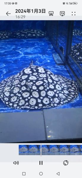 魟鱼怎么养_魟鱼吃什么最好-第3张图片-山城妙识