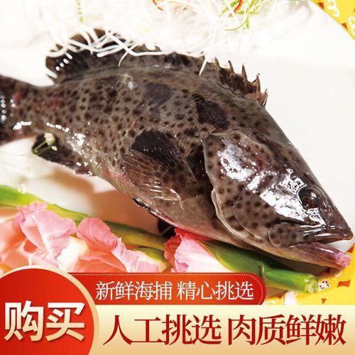 老虎斑鱼价格多少一斤_老虎斑鱼多少钱一斤-第2张图片-山城妙识