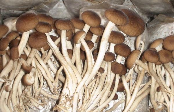 鲜茶树菇图片_如何挑选新鲜茶树菇-第2张图片-山城妙识 鲜茶树菇图片_如何挑选新鲜茶树菇-第2张图片-山城妙识