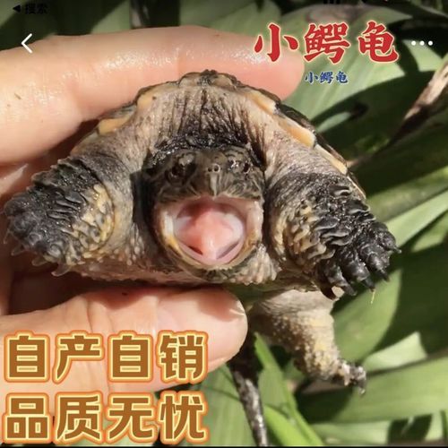 鳄鱼龟的功效与禁忌_鳄鱼龟适合什么人吃-第2张图片-山城妙识 鳄鱼龟的功效与禁忌_鳄鱼龟适合什么人吃-第2张图片-山城妙识