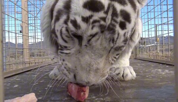 虎肉能吃吗_虎肉合法吗-第1张图片-山城妙识 虎肉能吃吗_虎肉合法吗-第1张图片-山城妙识