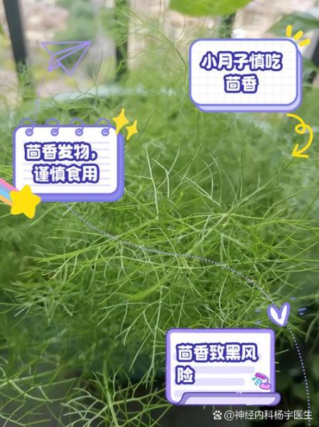 小茴香哪些人不能吃_小茴香禁忌人群-第1张图片-山城妙识 小茴香哪些人不能吃_小茴香禁忌人群-第1张图片-山城妙识