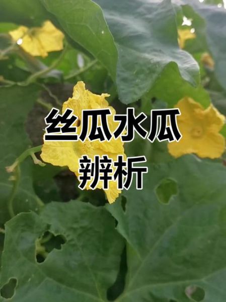 丝瓜和水瓜的区别_丝瓜水瓜哪个更营养-第3张图片-山城妙识