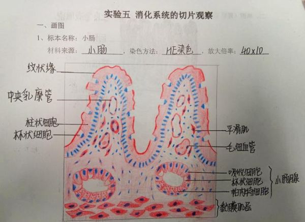 淀粉分子式是什么_淀粉分子结构详解-第3张图片-山城妙识 淀粉分子式是什么_淀粉分子结构详解-第3张图片-山城妙识