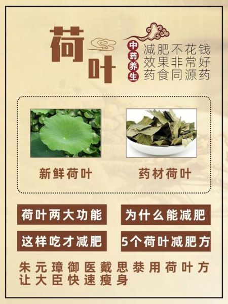 荷叶茶可以减肥吗_荷叶茶减肥原理-第3张图片-山城妙识