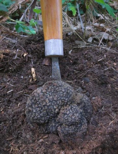 黑松露长在什么地方_黑松露生长环境-第1张图片-山城妙识 黑松露长在什么地方_黑松露生长环境-第1张图片-山城妙识