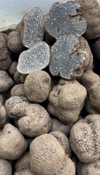 黑松露长在什么地方_黑松露生长环境-第2张图片-山城妙识 黑松露长在什么地方_黑松露生长环境-第2张图片-山城妙识