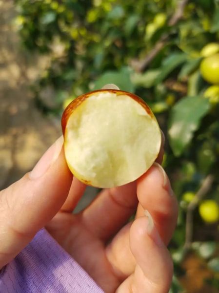 陕西大荔冬枣的功效与作用_孕妇能吃吗-第1张图片-山城妙识 陕西大荔冬枣的功效与作用_孕妇能吃吗-第1张图片-山城妙识