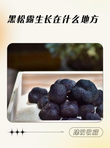 黑松露长在什么地方_黑松露生长环境-第3张图片-山城妙识 黑松露长在什么地方_黑松露生长环境-第3张图片-山城妙识