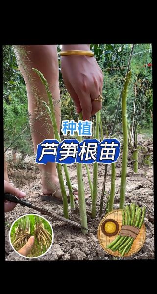 芦笋种子怎么种_芦笋多久可以采收-第2张图片-山城妙识