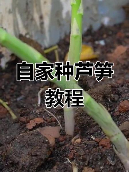 芦笋种子怎么种_芦笋多久可以采收-第3张图片-山城妙识