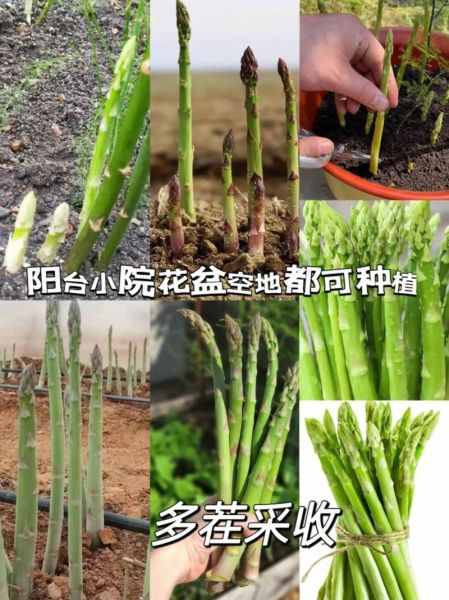 芦笋种子怎么种_芦笋多久可以采收-第1张图片-山城妙识