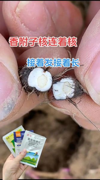 香附的功效与作用_香附怎么吃效果好-第2张图片-山城妙识 香附的功效与作用_香附怎么吃效果好-第2张图片-山城妙识