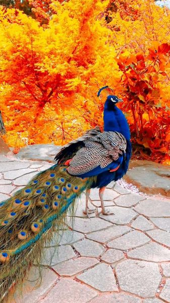 孔雀开屏高清视频在哪看_孔雀开屏视频怎么下载-第1张图片-山城妙识 孔雀开屏高清视频在哪看_孔雀开屏视频怎么下载-第1张图片-山城妙识