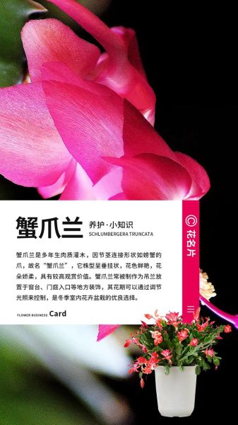 蟹爪兰怎么养_蟹爪兰养殖注意事项-第1张图片-山城妙识 蟹爪兰怎么养_蟹爪兰养殖注意事项-第1张图片-山城妙识