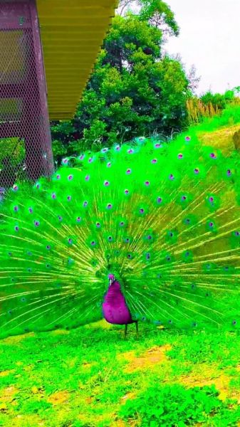 孔雀开屏高清视频在哪看_孔雀开屏视频怎么下载-第2张图片-山城妙识 孔雀开屏高清视频在哪看_孔雀开屏视频怎么下载-第2张图片-山城妙识