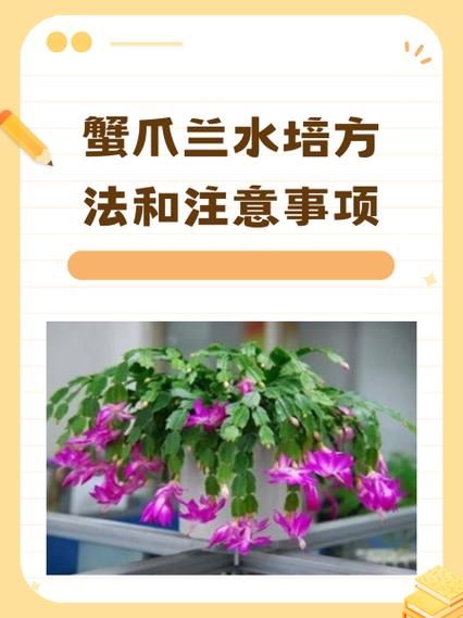 蟹爪兰怎么养_蟹爪兰养殖注意事项-第2张图片-山城妙识 蟹爪兰怎么养_蟹爪兰养殖注意事项-第2张图片-山城妙识