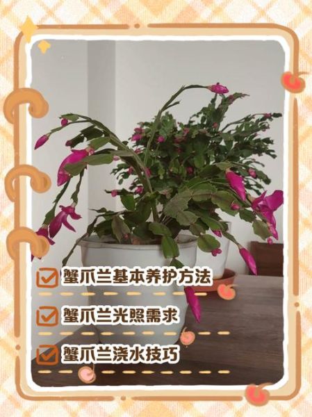 蟹爪兰怎么养_蟹爪兰养殖注意事项-第3张图片-山城妙识 蟹爪兰怎么养_蟹爪兰养殖注意事项-第3张图片-山城妙识