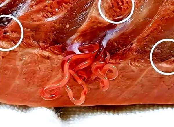 哪三种鱼寄生虫最多_为什么不能吃-第1张图片-山城妙识