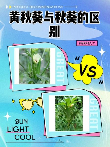 黄蜀葵和黄秋葵的区别_怎么区分-第1张图片-山城妙识 黄蜀葵和黄秋葵的区别_怎么区分-第1张图片-山城妙识