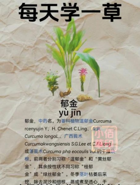 郁金的功效与作用_郁金主治什么病-第2张图片-山城妙识 郁金的功效与作用_郁金主治什么病-第2张图片-山城妙识