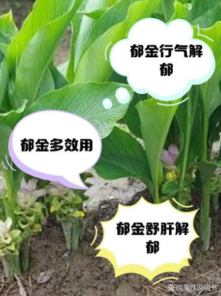 郁金的功效与作用_郁金主治什么病-第1张图片-山城妙识 郁金的功效与作用_郁金主治什么病-第1张图片-山城妙识