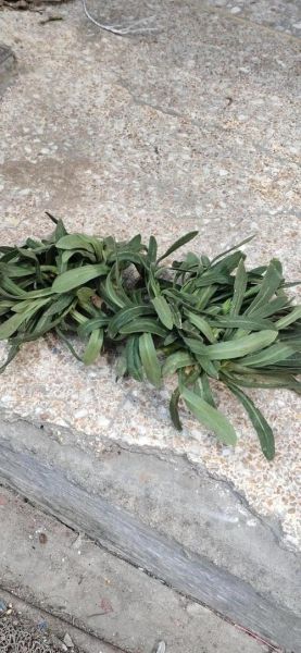 羊栖菜多少钱一斤_羊栖菜价格受哪些因素影响-第3张图片-山城妙识 羊栖菜多少钱一斤_羊栖菜价格受哪些因素影响-第3张图片-山城妙识