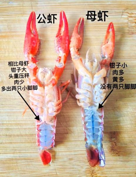 龙虾怎么挑选鲜活的_龙虾图片鲜活辨别技巧-第1张图片-山城妙识