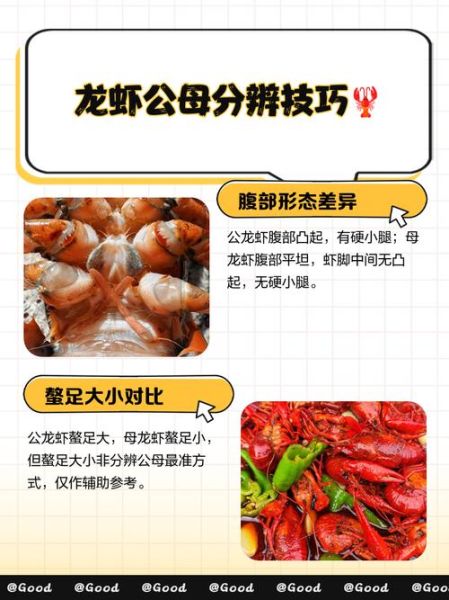 龙虾怎么挑选鲜活的_龙虾图片鲜活辨别技巧-第3张图片-山城妙识