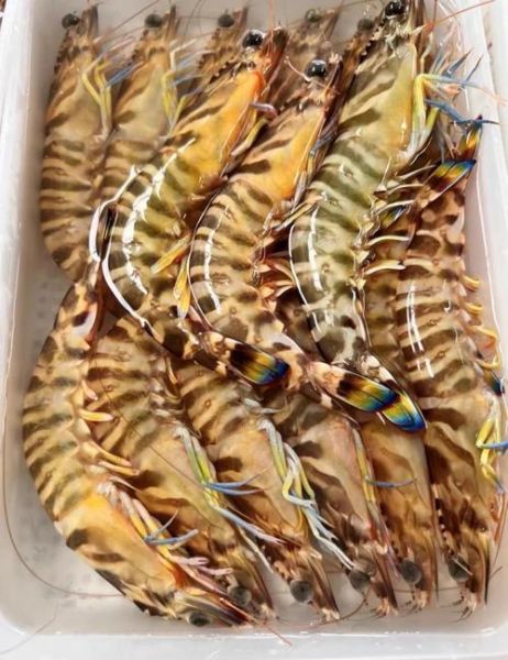 斑节虾为什么贵_斑节虾价格高的原因-第1张图片-山城妙识 斑节虾为什么贵_斑节虾价格高的原因-第1张图片-山城妙识