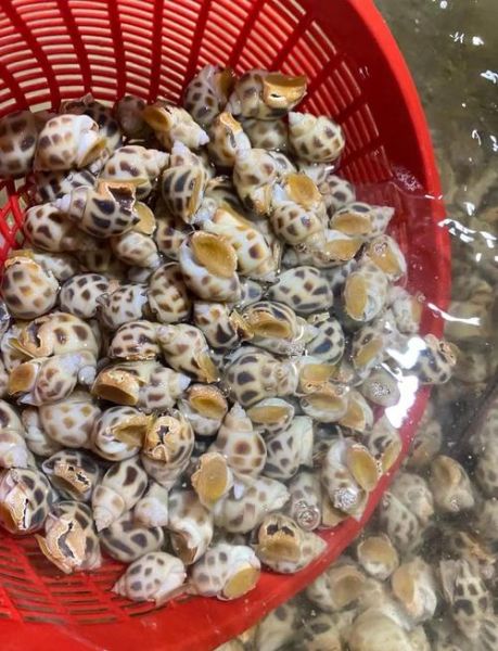 花螺冷水煮还是开水煮_花螺煮多久才熟-第1张图片-山城妙识