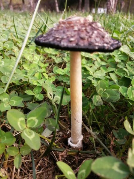 黑蘑菇图片大全_黑蘑菇有毒吗-第2张图片-山城妙识