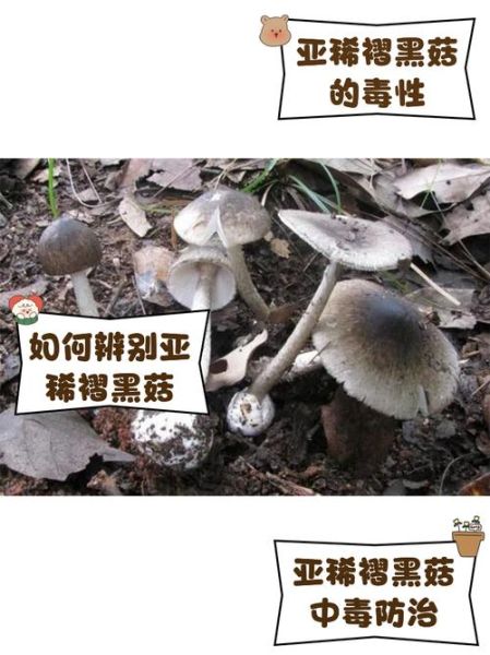黑蘑菇图片大全_黑蘑菇有毒吗-第1张图片-山城妙识