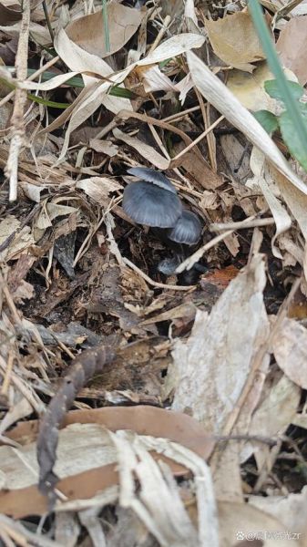 黑蘑菇图片大全_黑蘑菇有毒吗-第3张图片-山城妙识