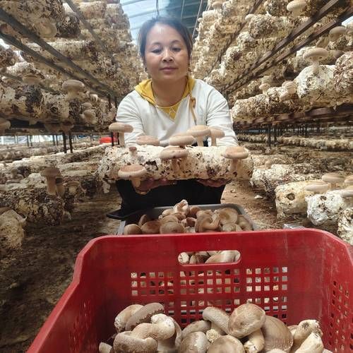 香菇怎么种_香菇种植方法-第3张图片-山城妙识