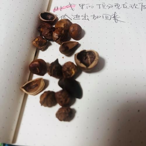 生榛子和熟榛子的区别_哪个更好吃-第2张图片-山城妙识