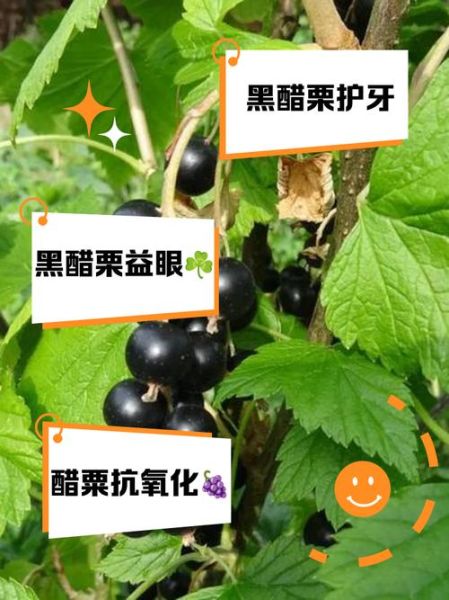 醋栗浆果的功效与作用_醋栗浆果怎么吃-第1张图片-山城妙识