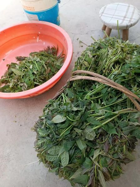 香椿干菜怎么做好吃_香椿干菜的家常做法-第3张图片-山城妙识