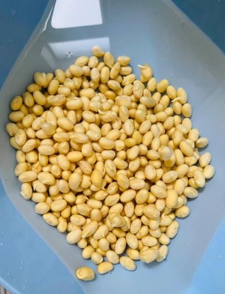 怎样发黄豆芽_黄豆芽最快最简单的方法-第2张图片-山城妙识 怎样发黄豆芽_黄豆芽最快最简单的方法-第2张图片-山城妙识