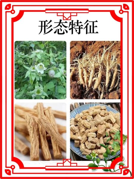 党参的功效与作用及禁忌_党参的副作用有哪些-第2张图片-山城妙识 党参的功效与作用及禁忌_党参的副作用有哪些-第2张图片-山城妙识