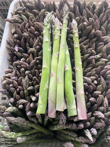 芦笋图片大全哪里找_如何欣赏芦笋高清图-第2张图片-山城妙识