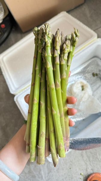 芦笋图片大全哪里找_如何欣赏芦笋高清图-第1张图片-山城妙识