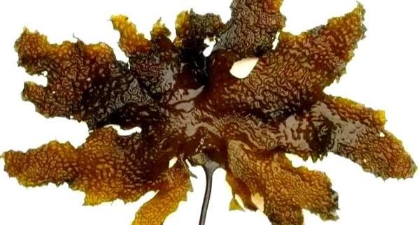 昆布是海带吗_昆布和海带的区别-第3张图片-山城妙识 昆布是海带吗_昆布和海带的区别-第3张图片-山城妙识