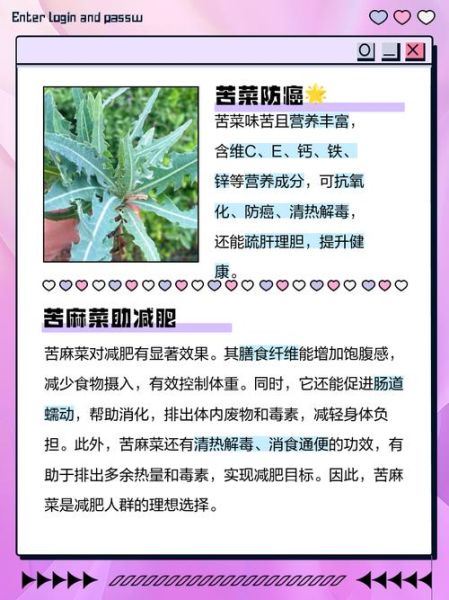 野苦麻菜有几种图片_如何辨别不同品种-第1张图片-山城妙识 野苦麻菜有几种图片_如何辨别不同品种-第1张图片-山城妙识