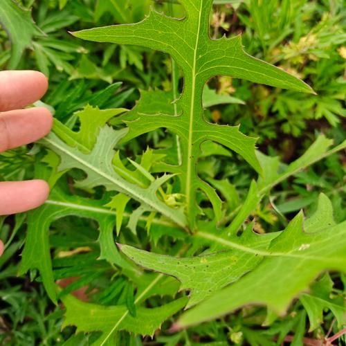 野苦麻菜有几种图片_如何辨别不同品种-第3张图片-山城妙识 野苦麻菜有几种图片_如何辨别不同品种-第3张图片-山城妙识