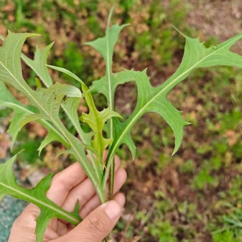 野苦麻菜有几种图片_如何辨别不同品种-第2张图片-山城妙识 野苦麻菜有几种图片_如何辨别不同品种-第2张图片-山城妙识