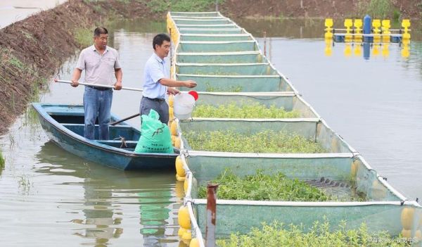 黄骨鱼吃什么食物_黄骨鱼饲料怎么配-第2张图片-山城妙识